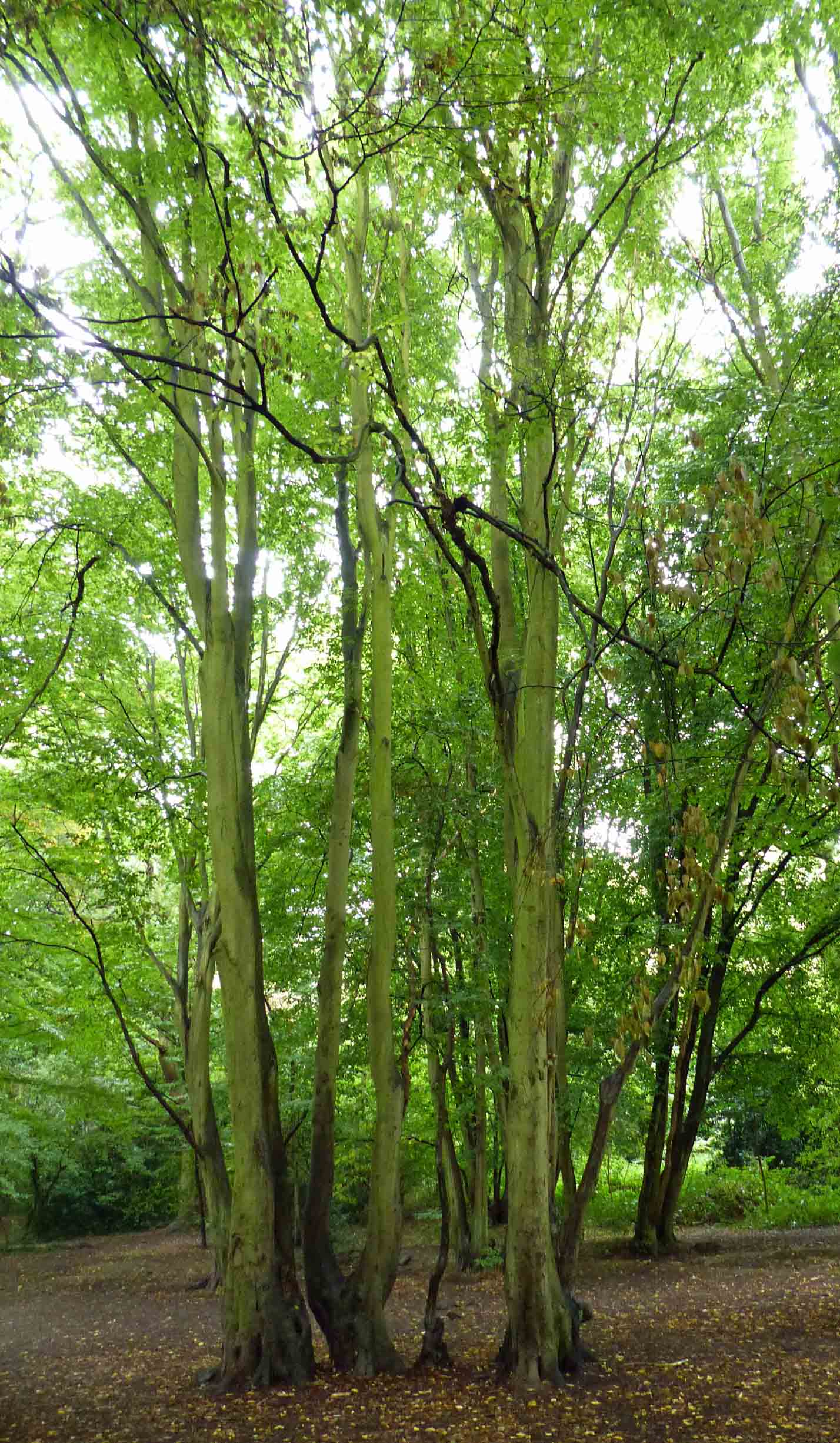 Ruislip Woods: ancient woodland in suburbia - Travel with me