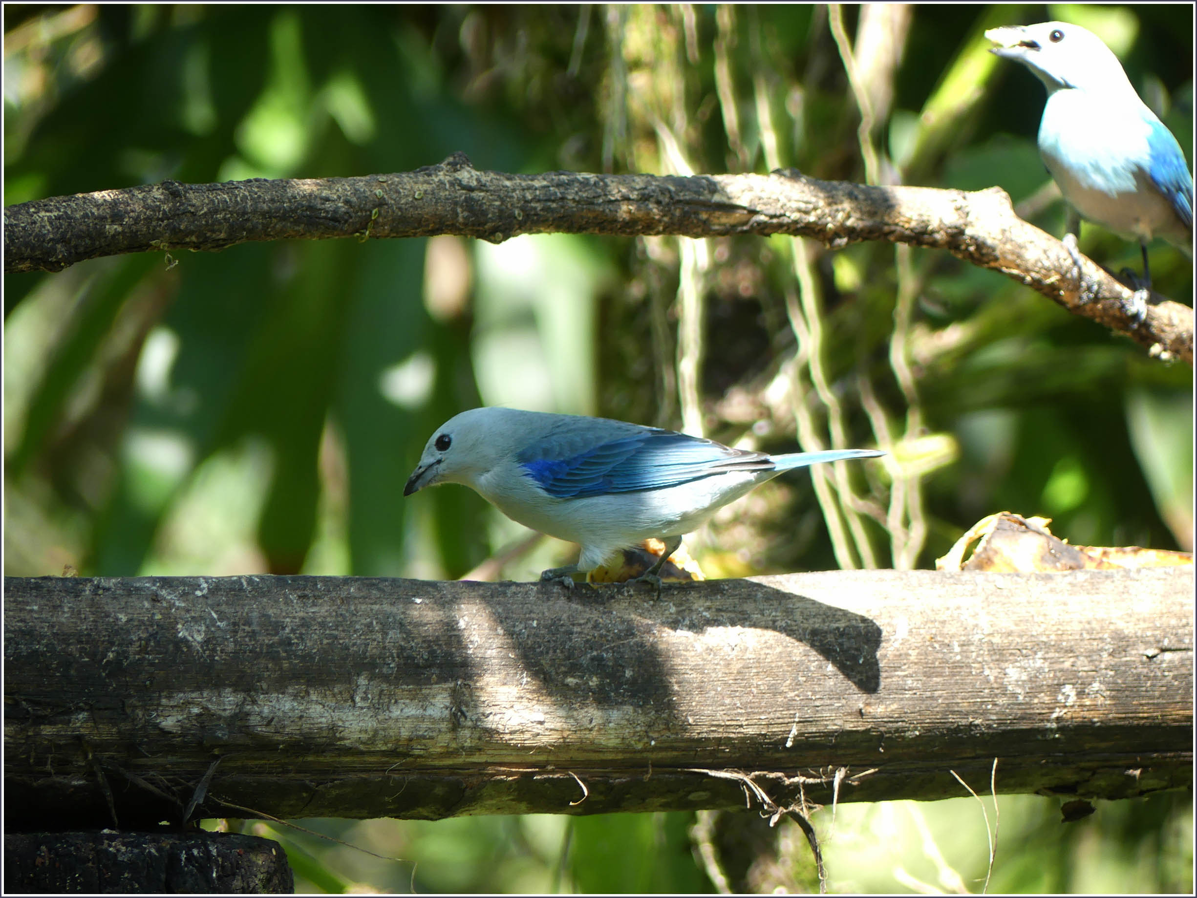 Gallery: feeding the birds of Colombia - Travel with me