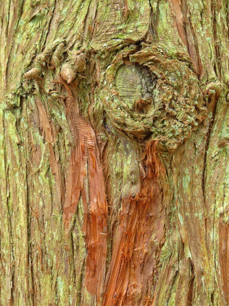 A stroll around Blackwater Arboretum - Travel with me