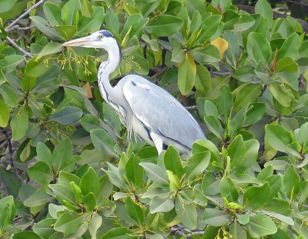 Gallery: bird-watching at Mandina Lodge - Travel with me