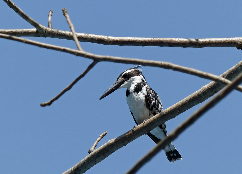 Gallery: bird-watching at Mandina Lodge - Travel with me