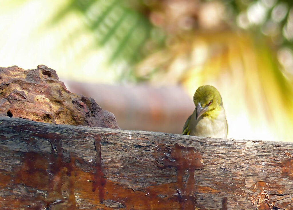 Gallery: bird-watching at Mandina Lodge - Travel with me