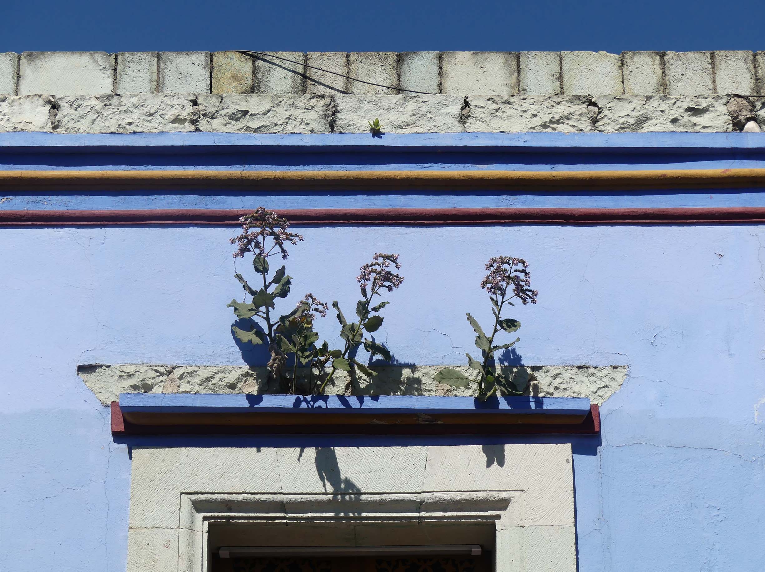 The colours and street art of Oaxaca - Travel with me