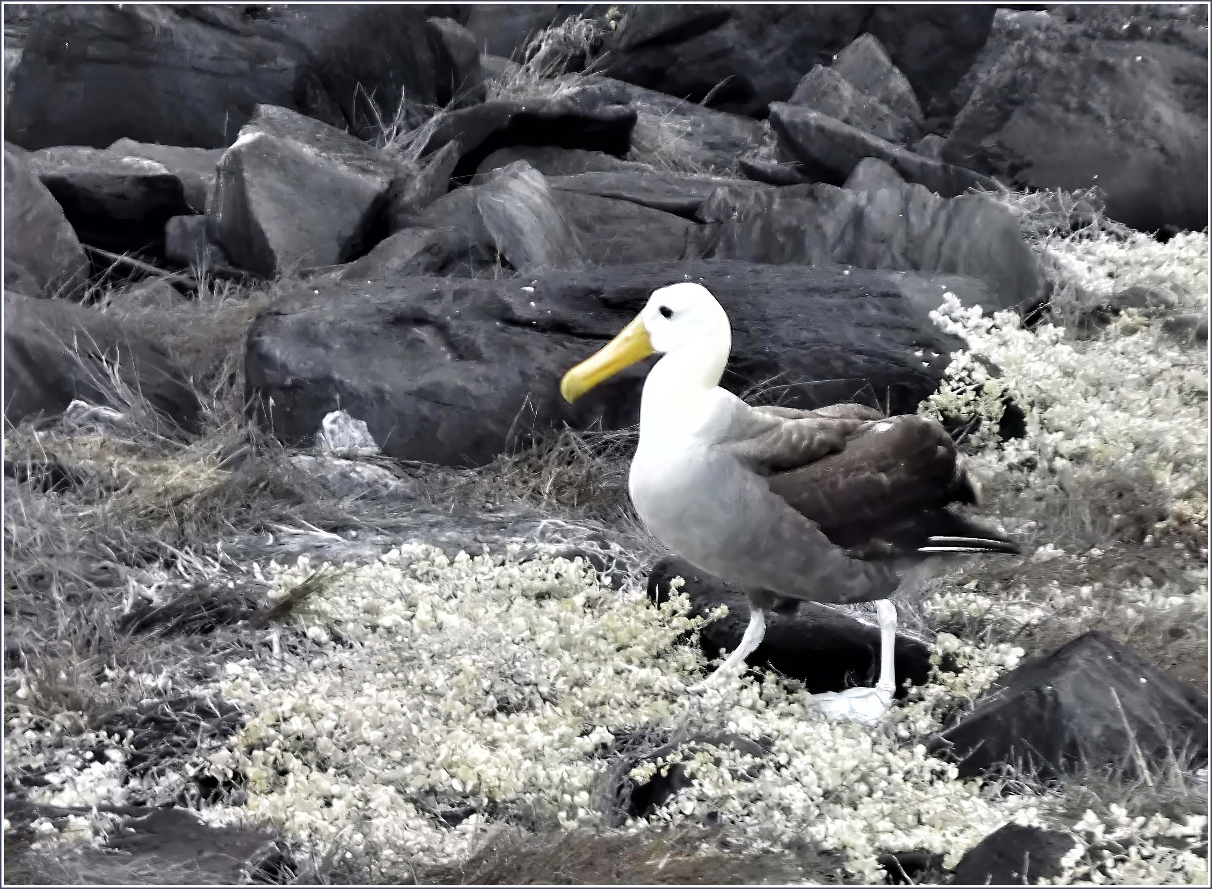 Española, home of the waved albatross - Travel with me