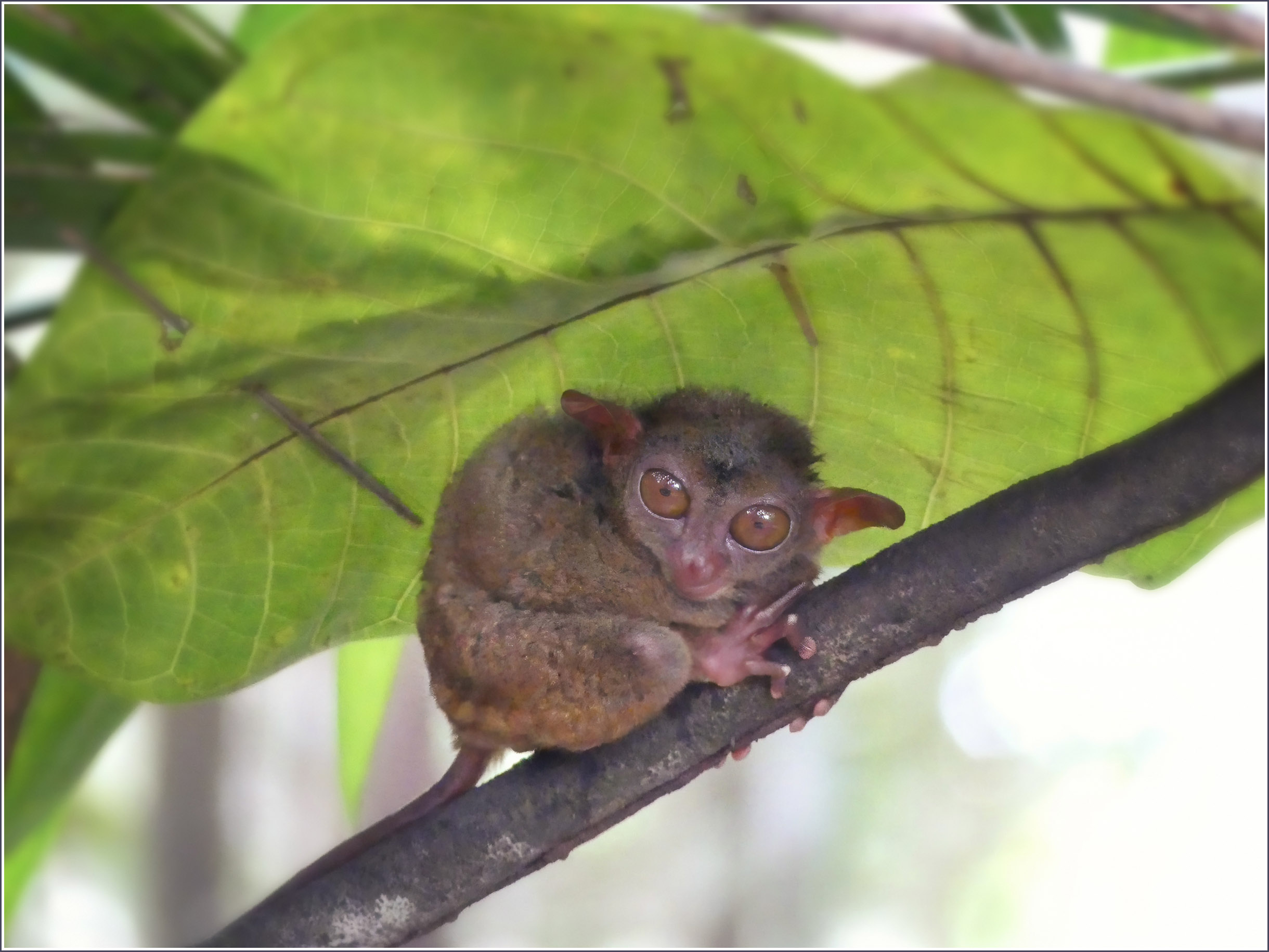 Visiting the tarsiers of Bohol - Travel with me