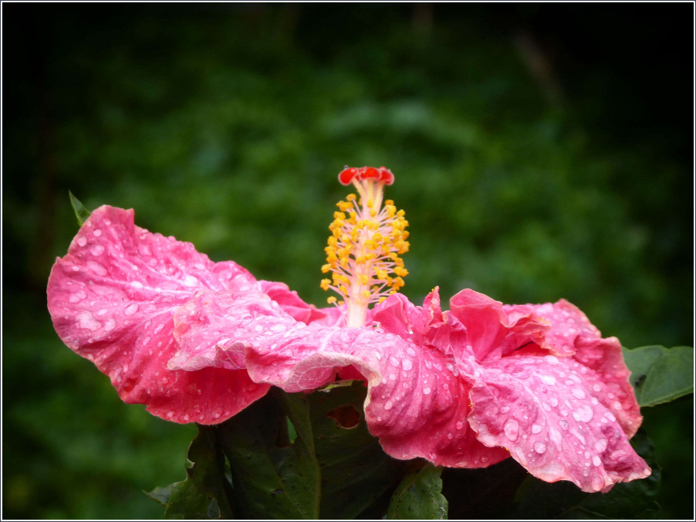 Gallery: flowers of the Philippines - Travel with me
